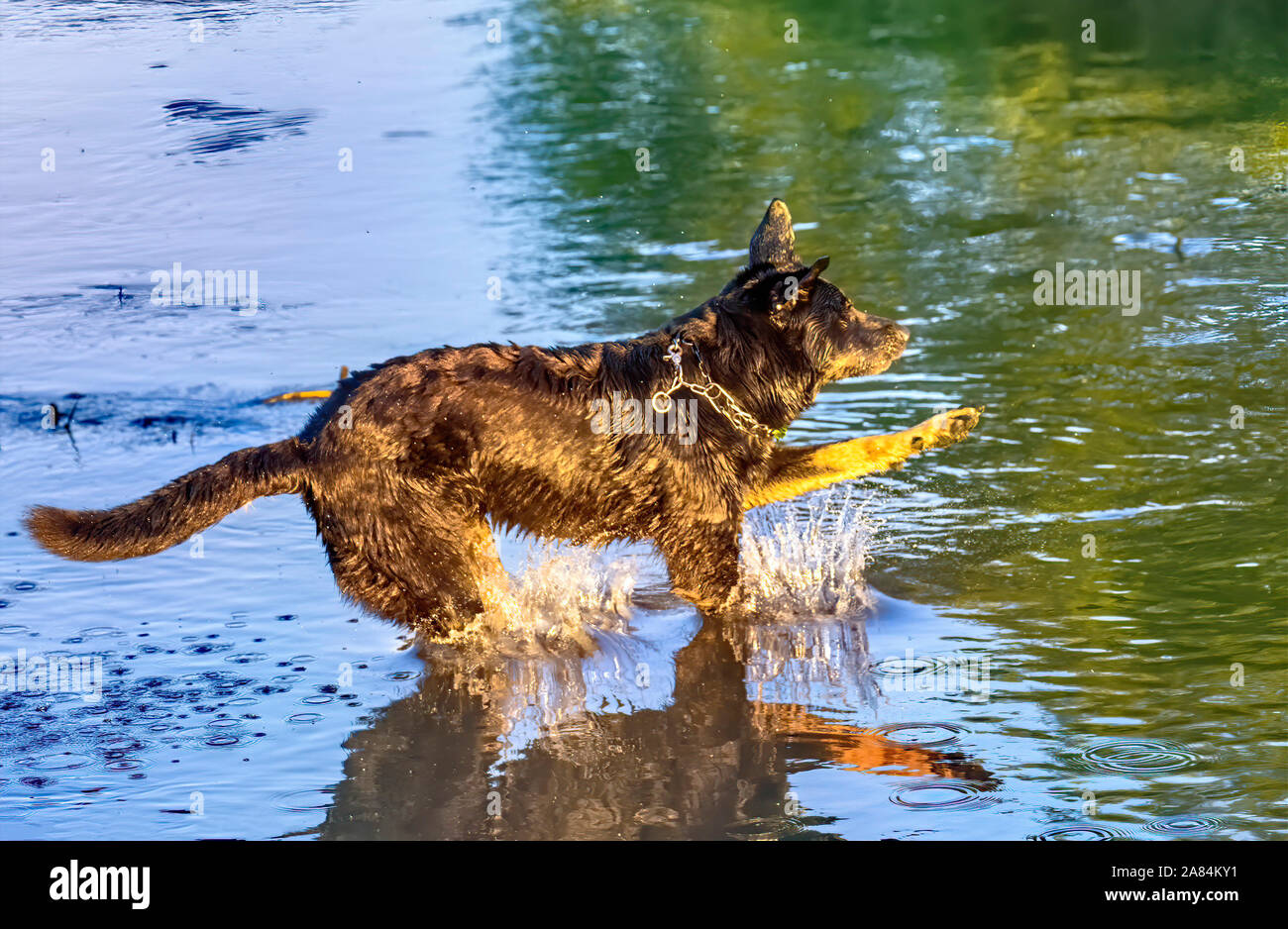 Dog having fun in a river Stock Photo - Alamy
