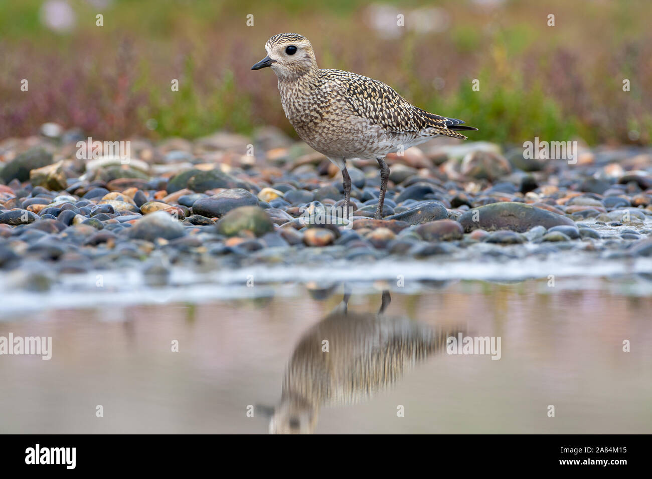 Golden plover hi-res stock photography and images - Alamy
