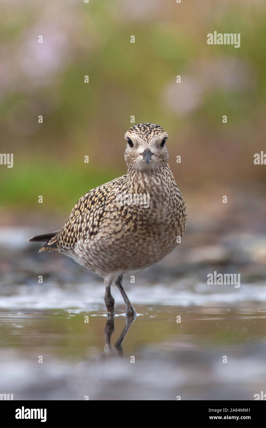Medium large plover hi-res stock photography and images - Alamy