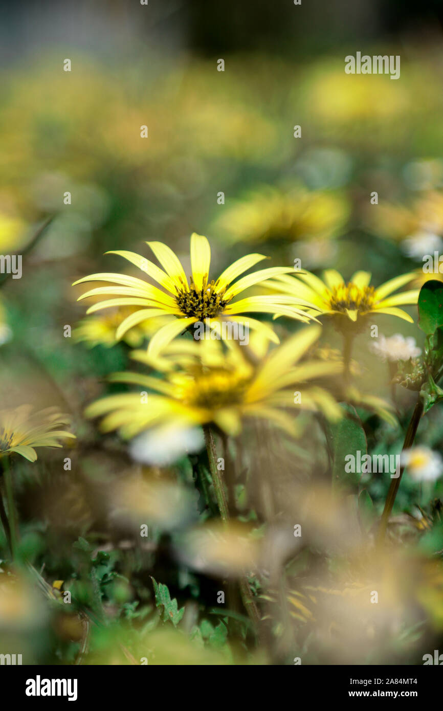 African Daisy outside Stock Photo - Alamy