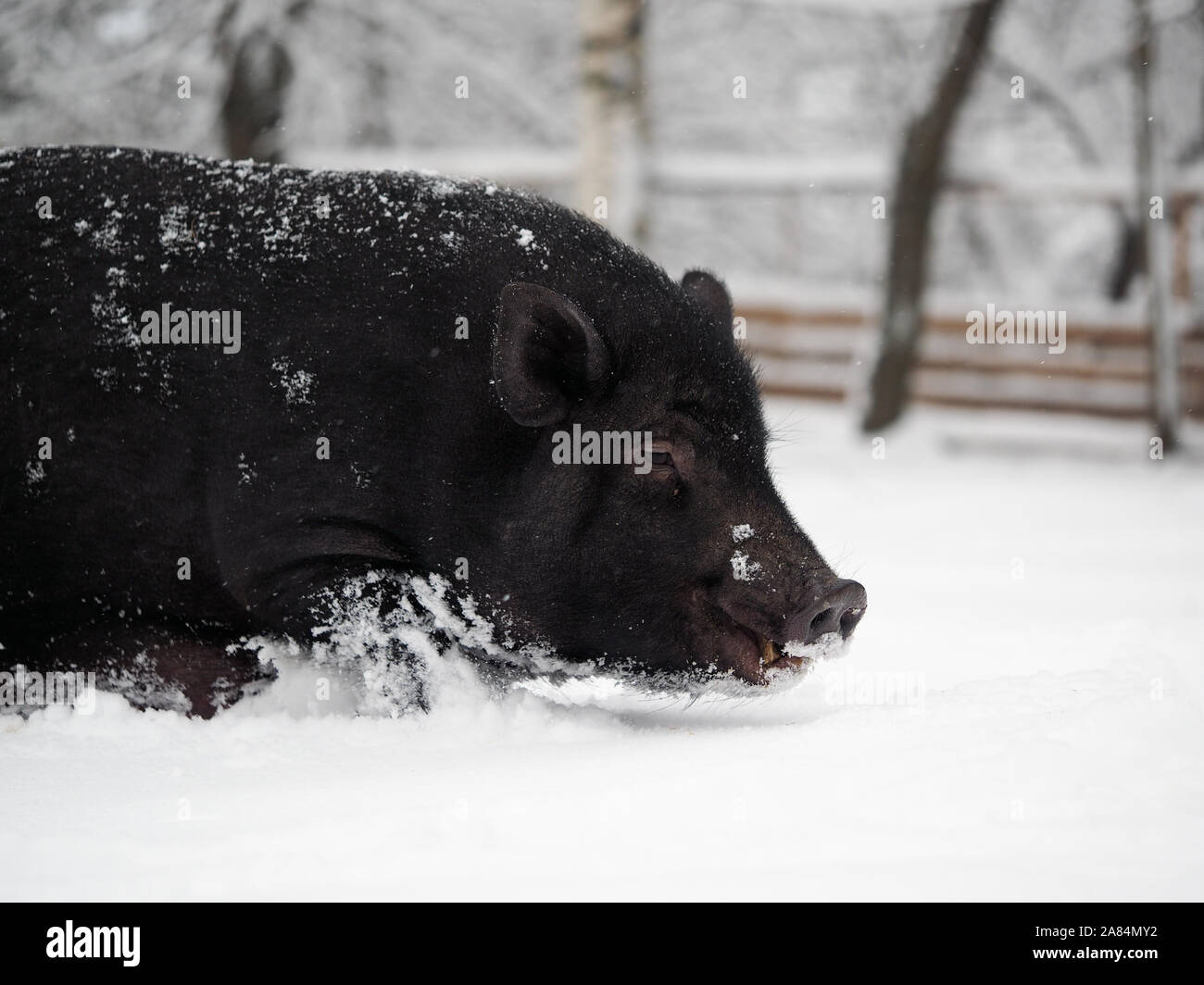 big black pig in snowdrifts. Cold snap, climate change, weather change ...