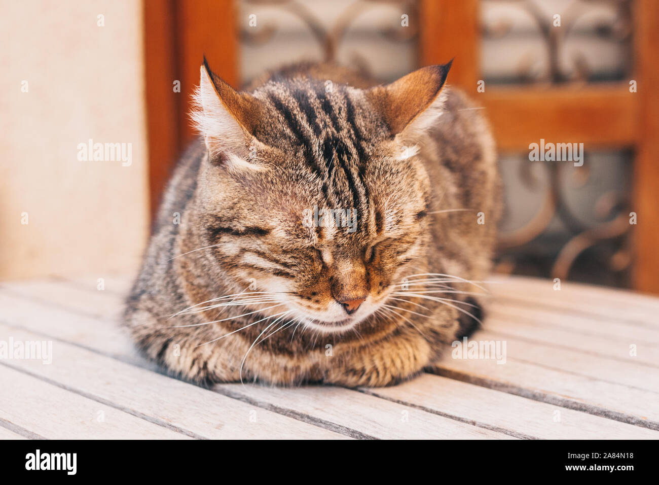 Beautiful graceful cat peacefully napping on the table in the middle of ...