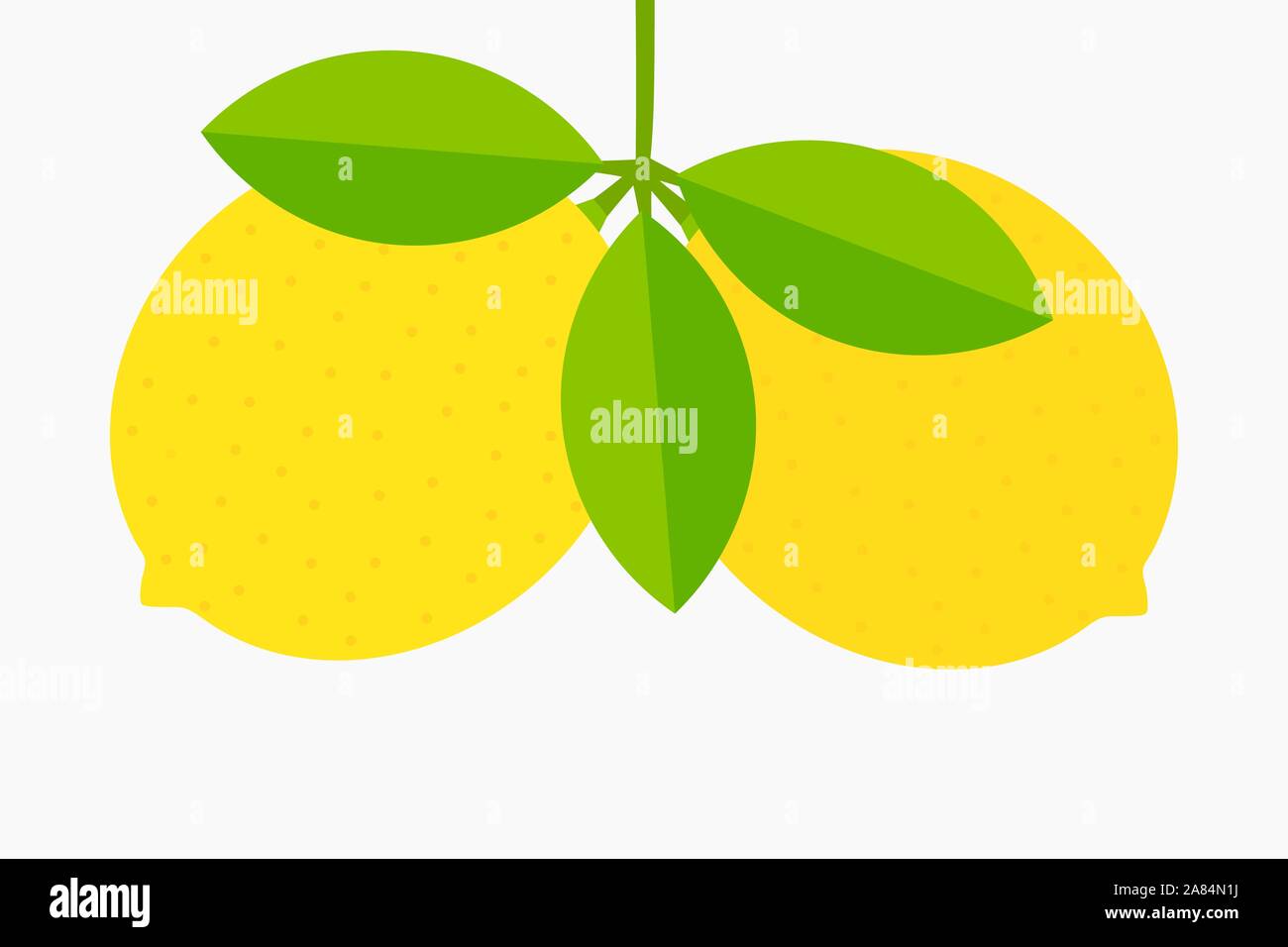 Lemon tree branch with two fruits. Vector illustration Stock Vector ...