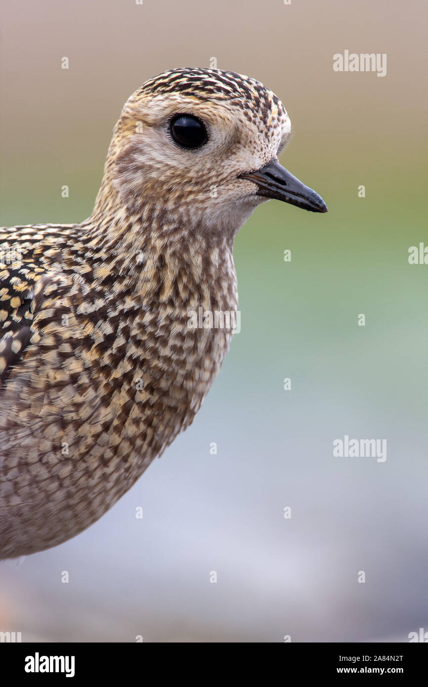 Medium large plover hi-res stock photography and images - Alamy