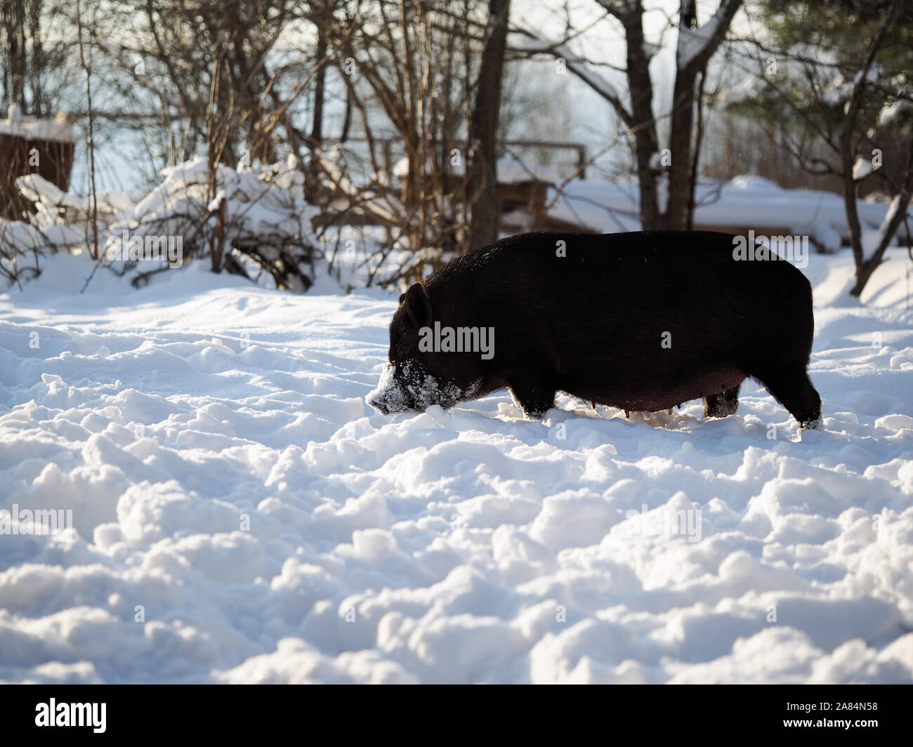 big black pig in snowdrifts. Cold snap, climate change, weather change ...