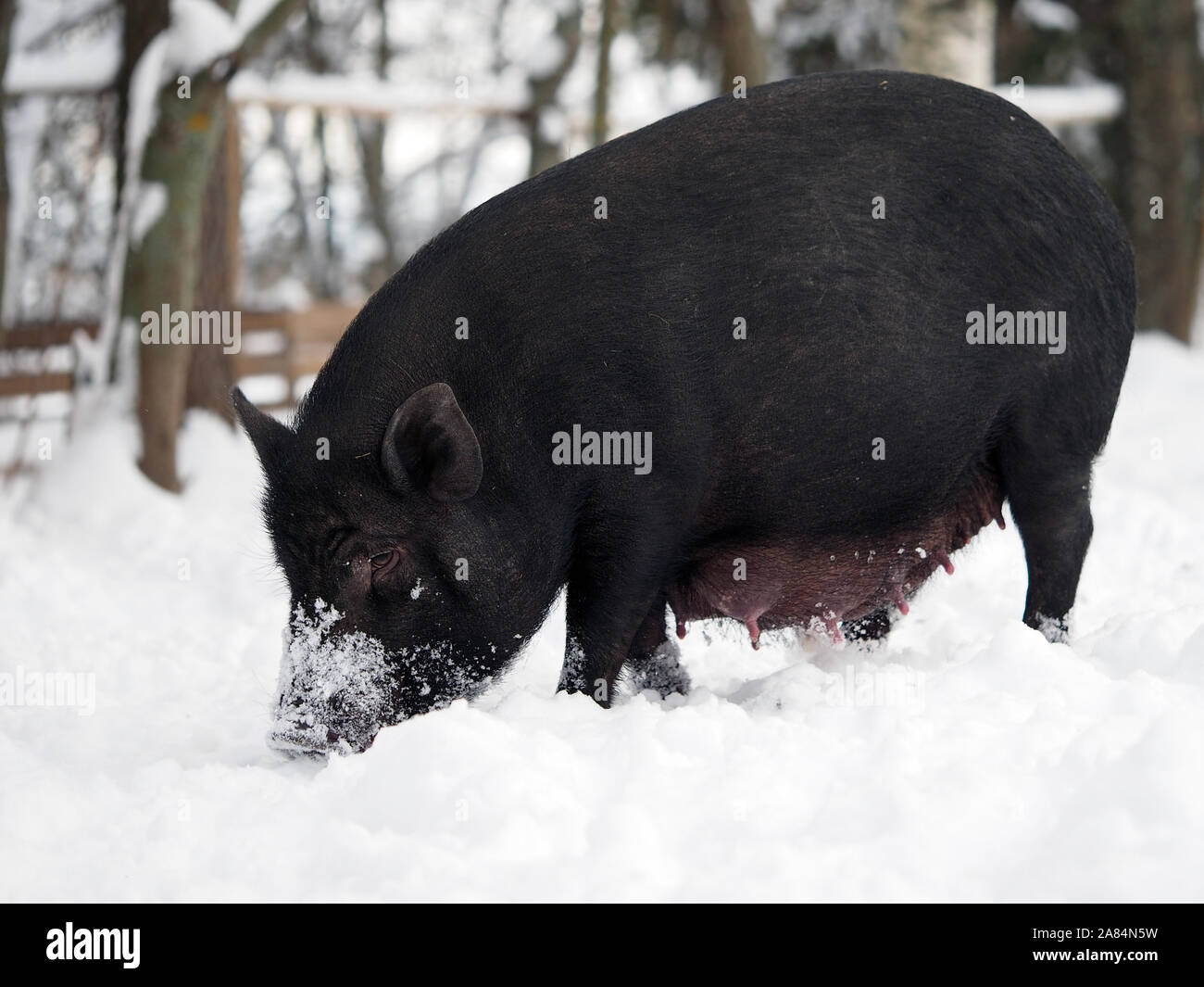 Big black pig hi-res stock photography and images - Alamy