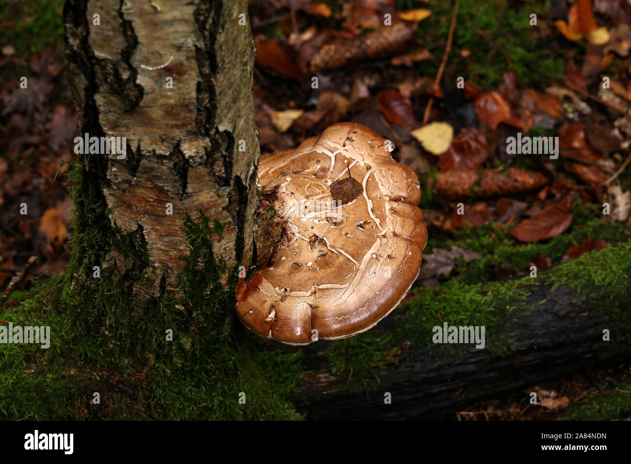 Fomitopsis betulina - previously Piptoporus betulinus, known as the ...