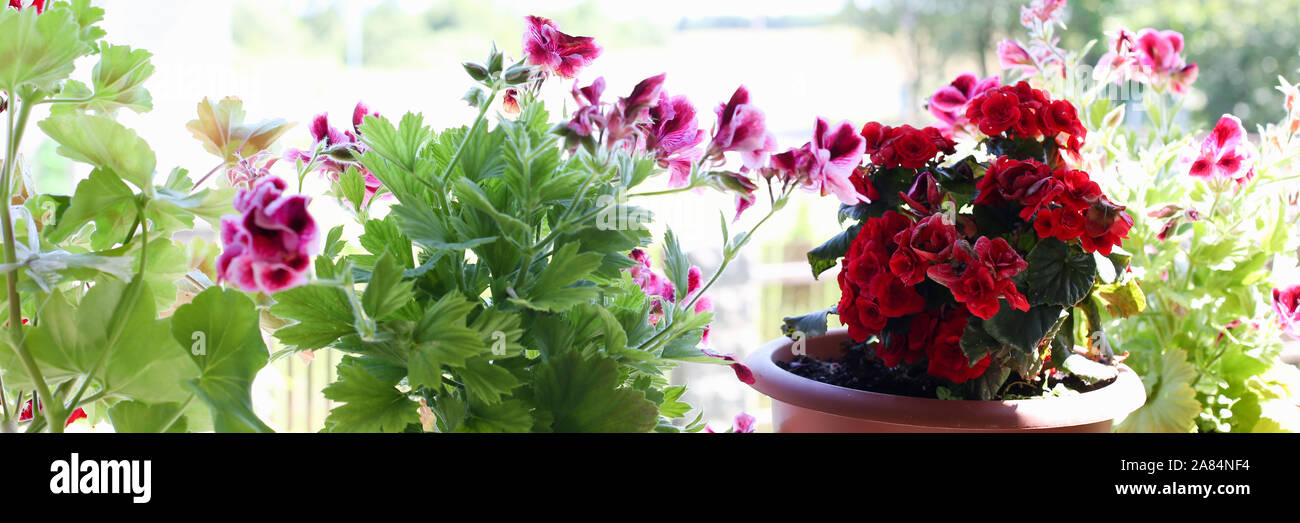 Flowers in pots on the balcony window sill Stock Photo - Alamy