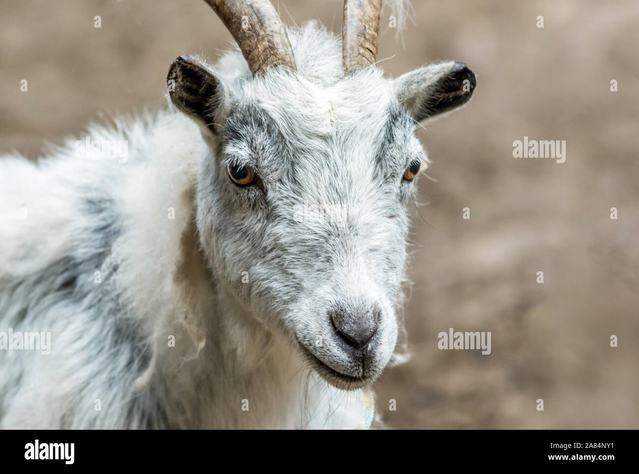 Gray Goat High Resolution Stock Photography and Images - Alamy