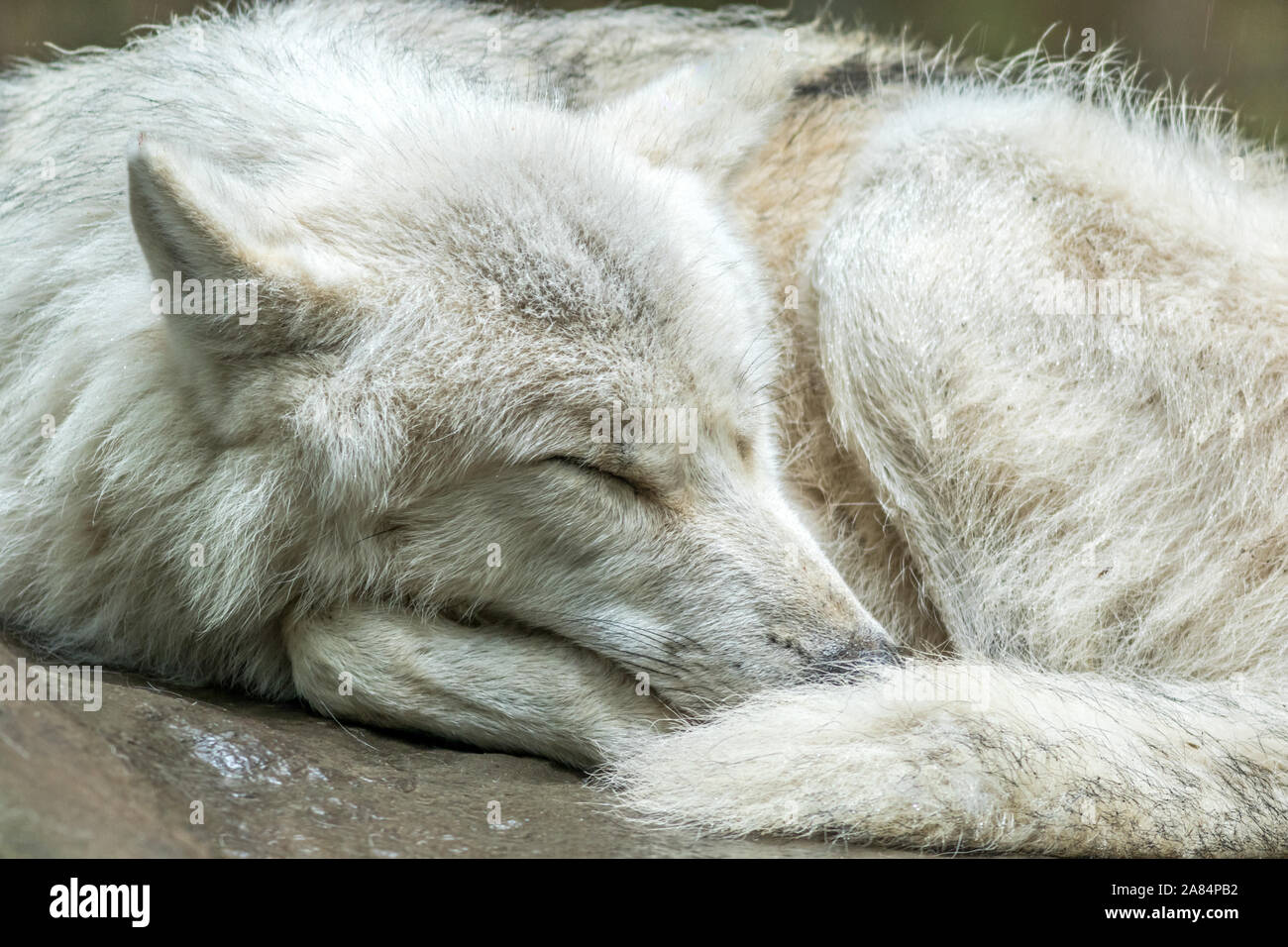 Arctic Wolf (Canis lupus arctos) also known as White Wolf, curled up ...