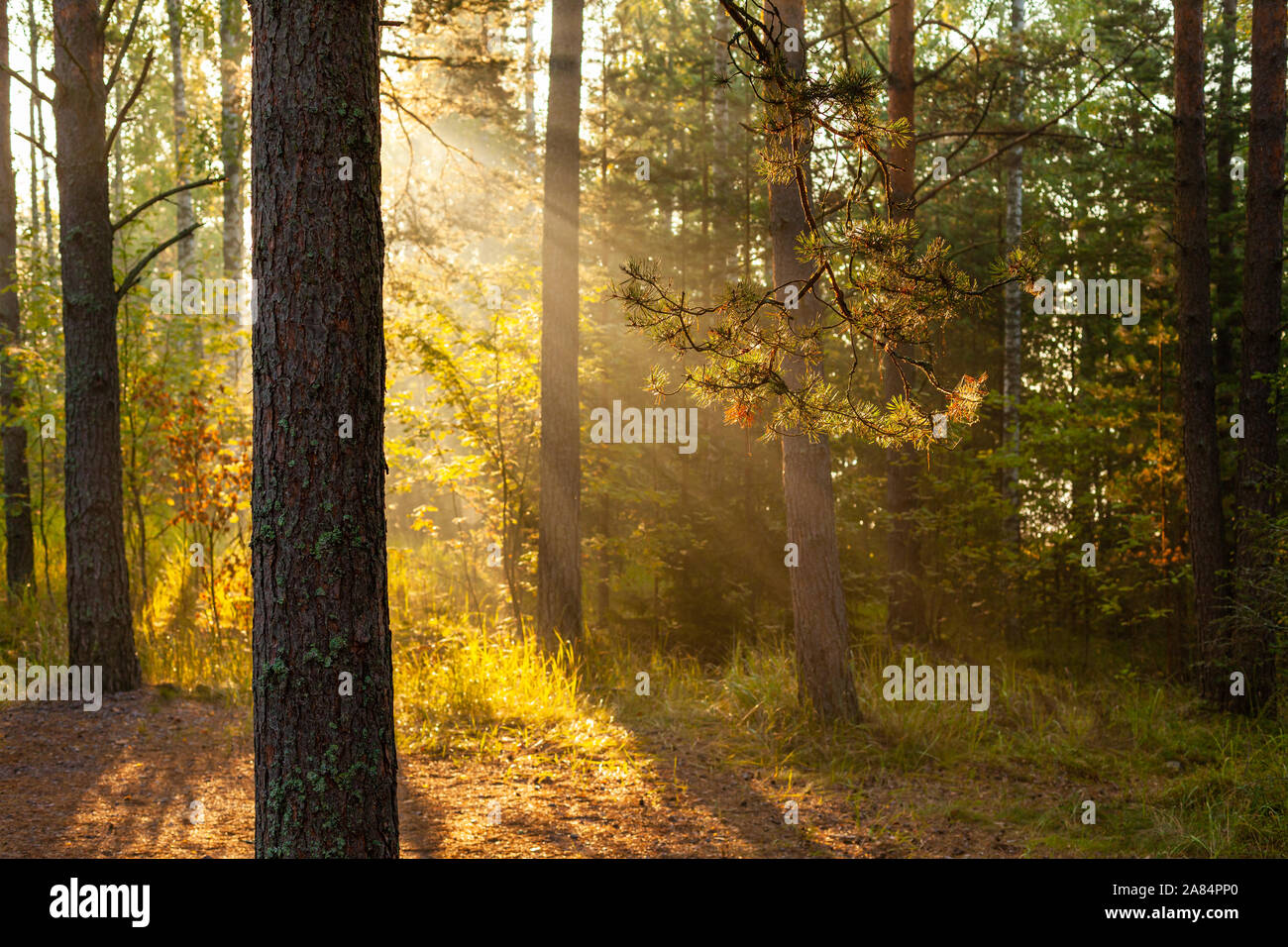 Sunlight in the trees hi-res stock photography and images - Alamy