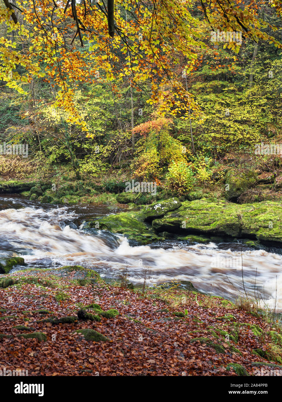 Strid wood yorkshire hi-res stock photography and images - Alamy