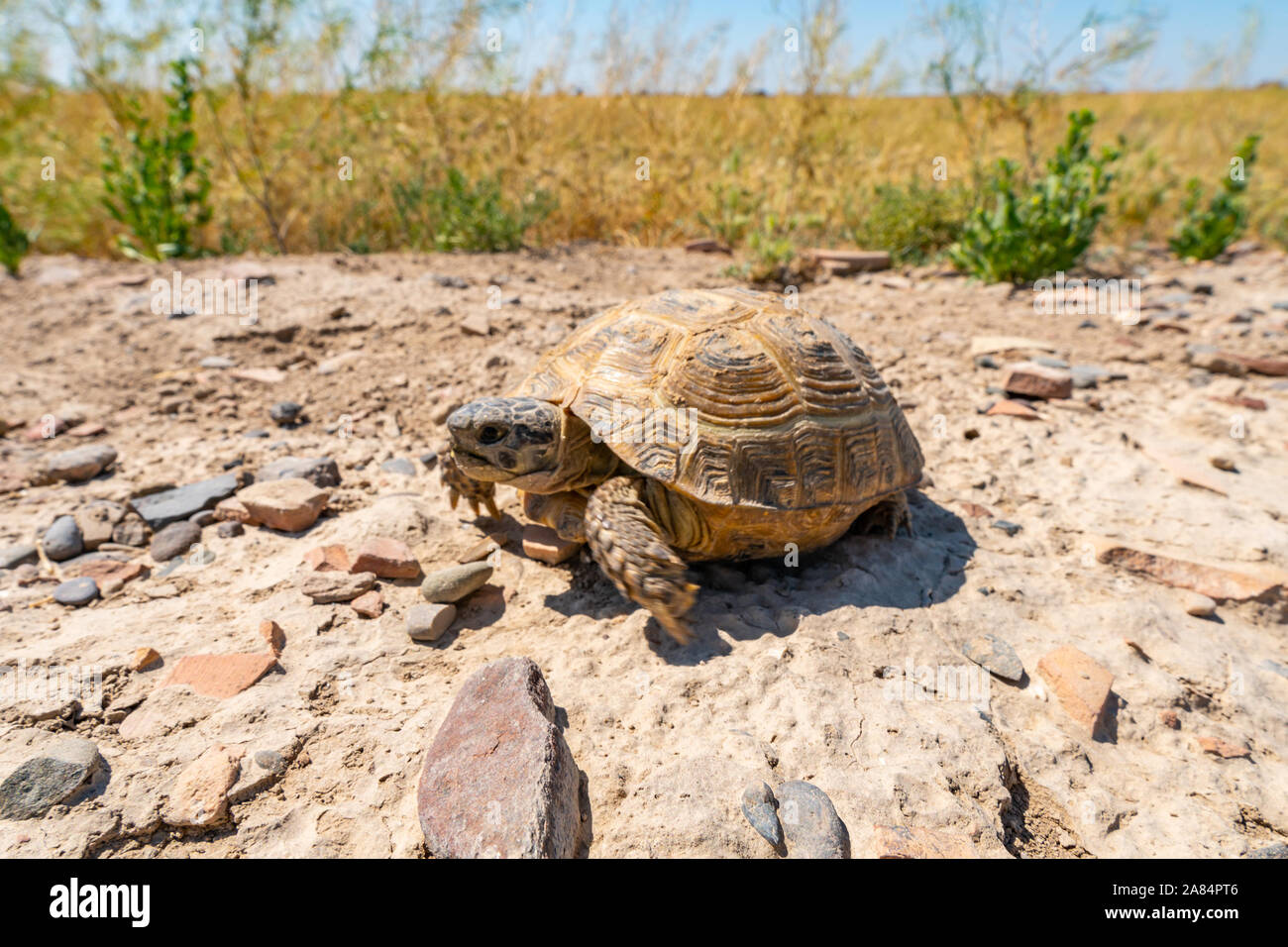 Land turtle hi-res stock photography and images - Alamy