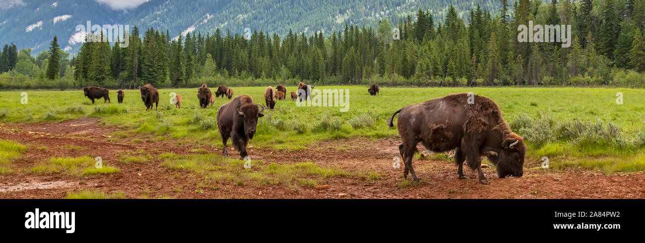 Panorama herd of American Bison (Bison Bison) or Buffalo Panoramic Web ...