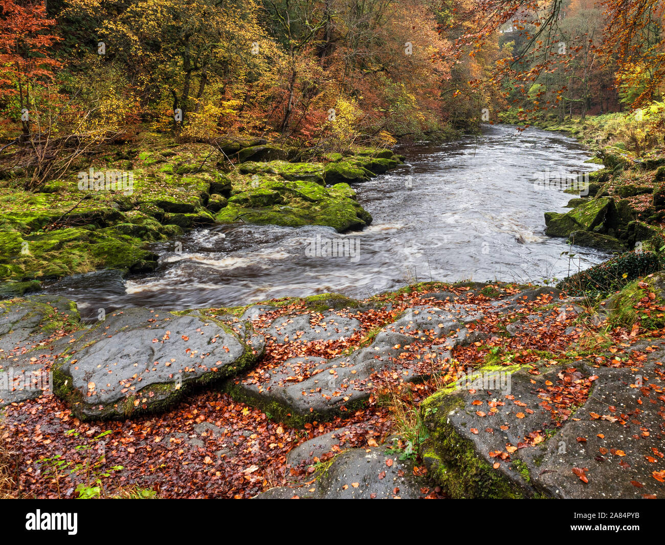 The River Wharfe flows through Strid Wood just below The Strid in ...