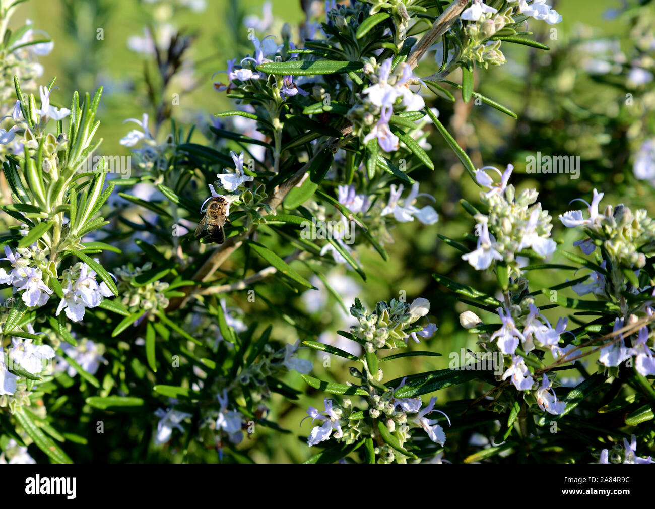 Honey bee collecting nectar and pollen from a blossoming rosemary bush ...