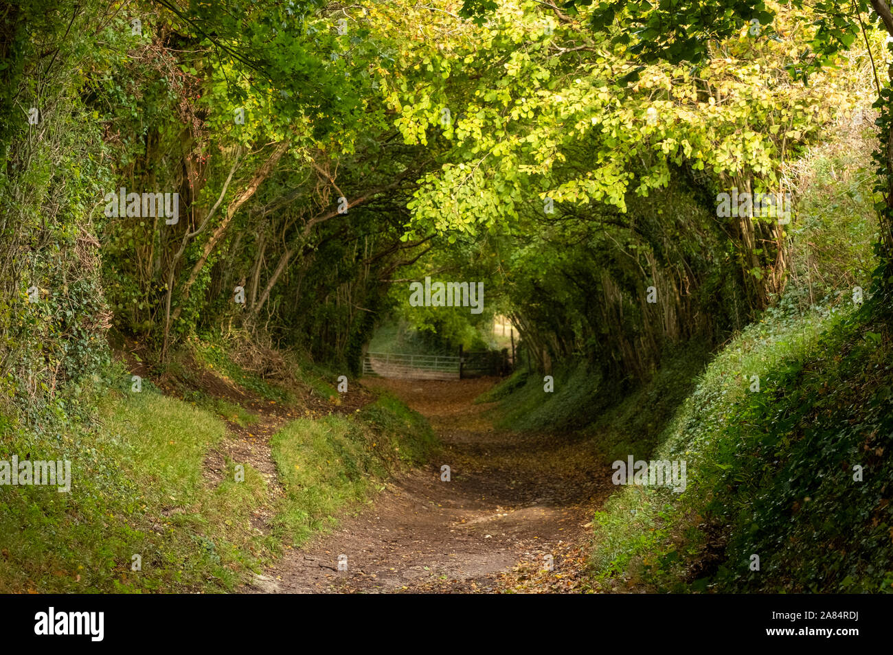 Halnaker tree tunnel in West Sussex UK with sunlight shining through ...