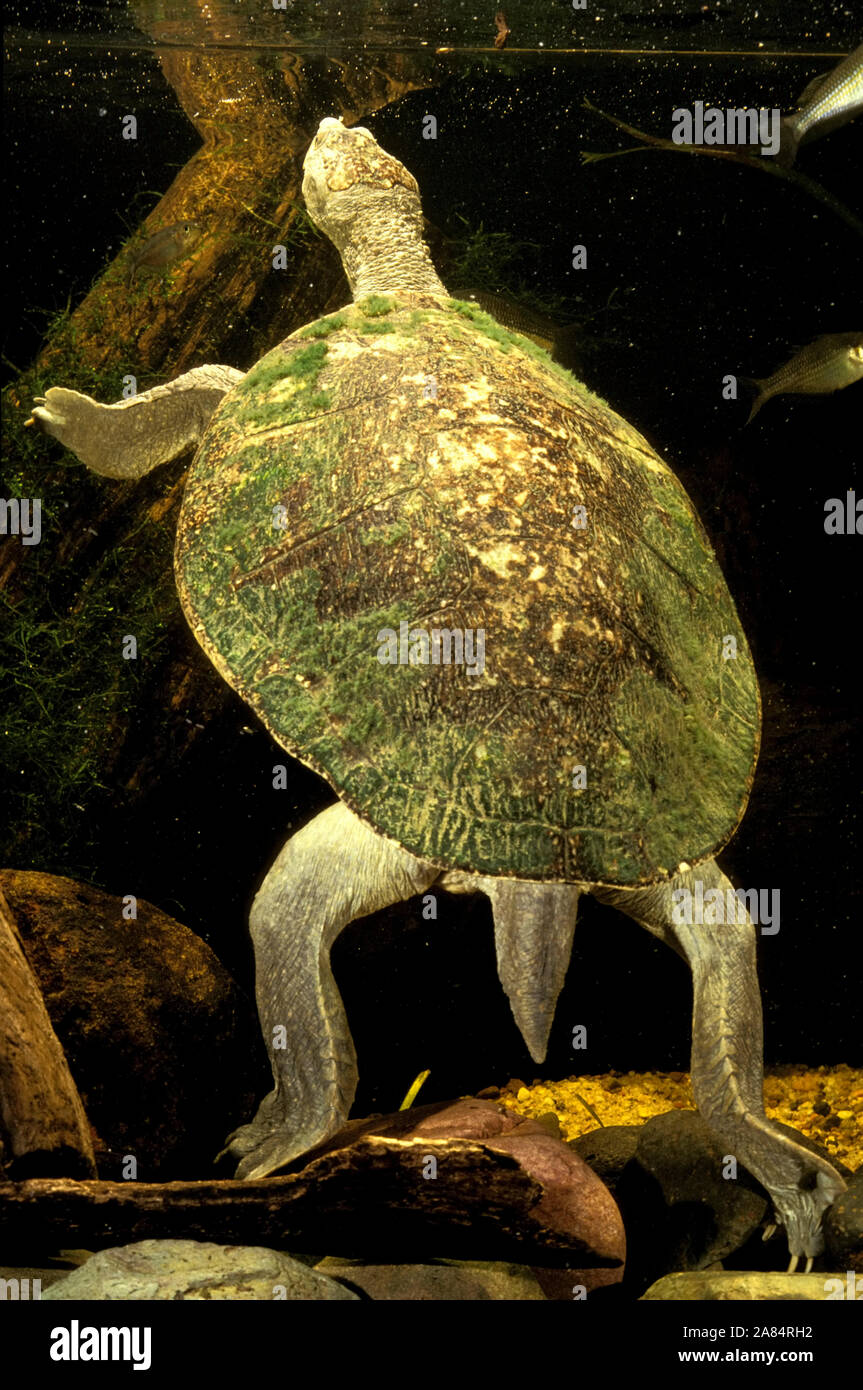 MARY RIVER TURTLE Elusor macrurus underwater Stock Photo - Alamy