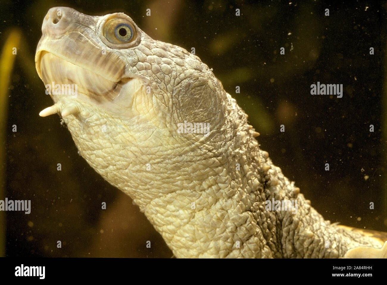 Mary river turtle hi-res stock photography and images - Alamy