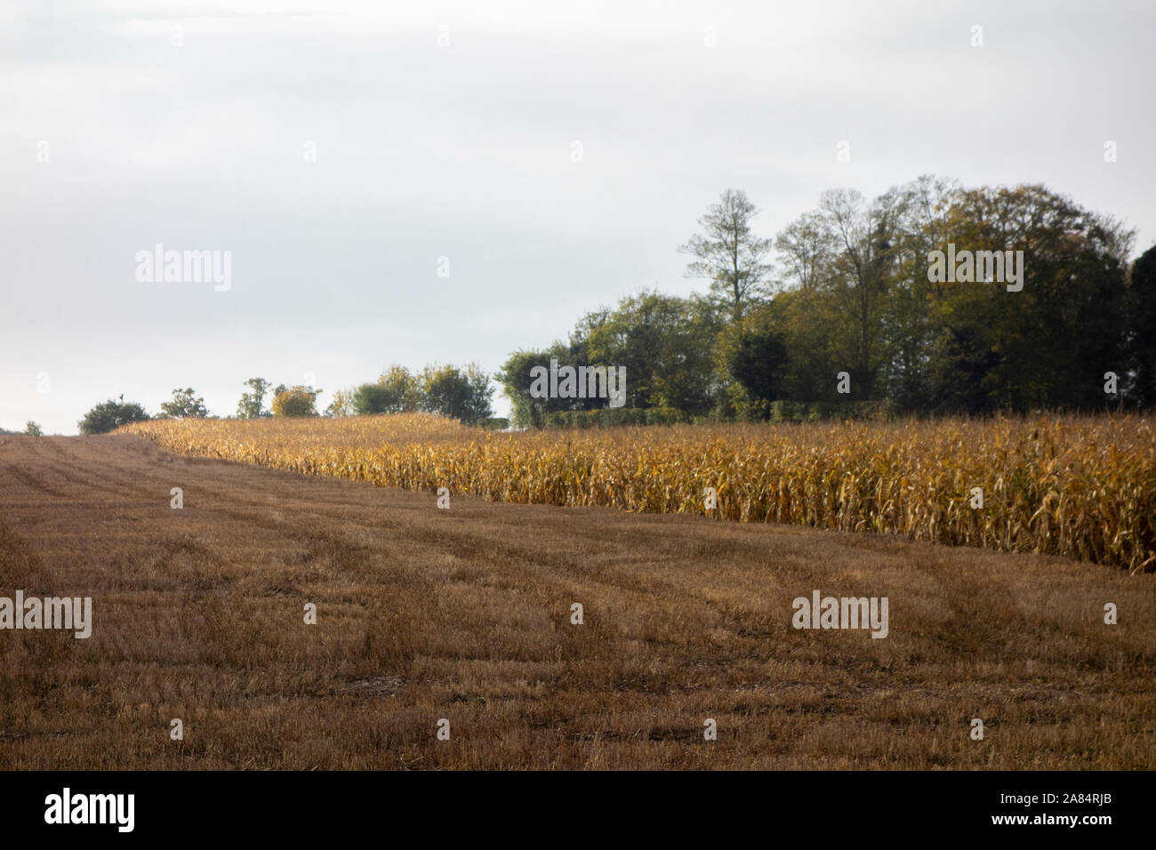 Game crop hi-res stock photography and images - Alamy