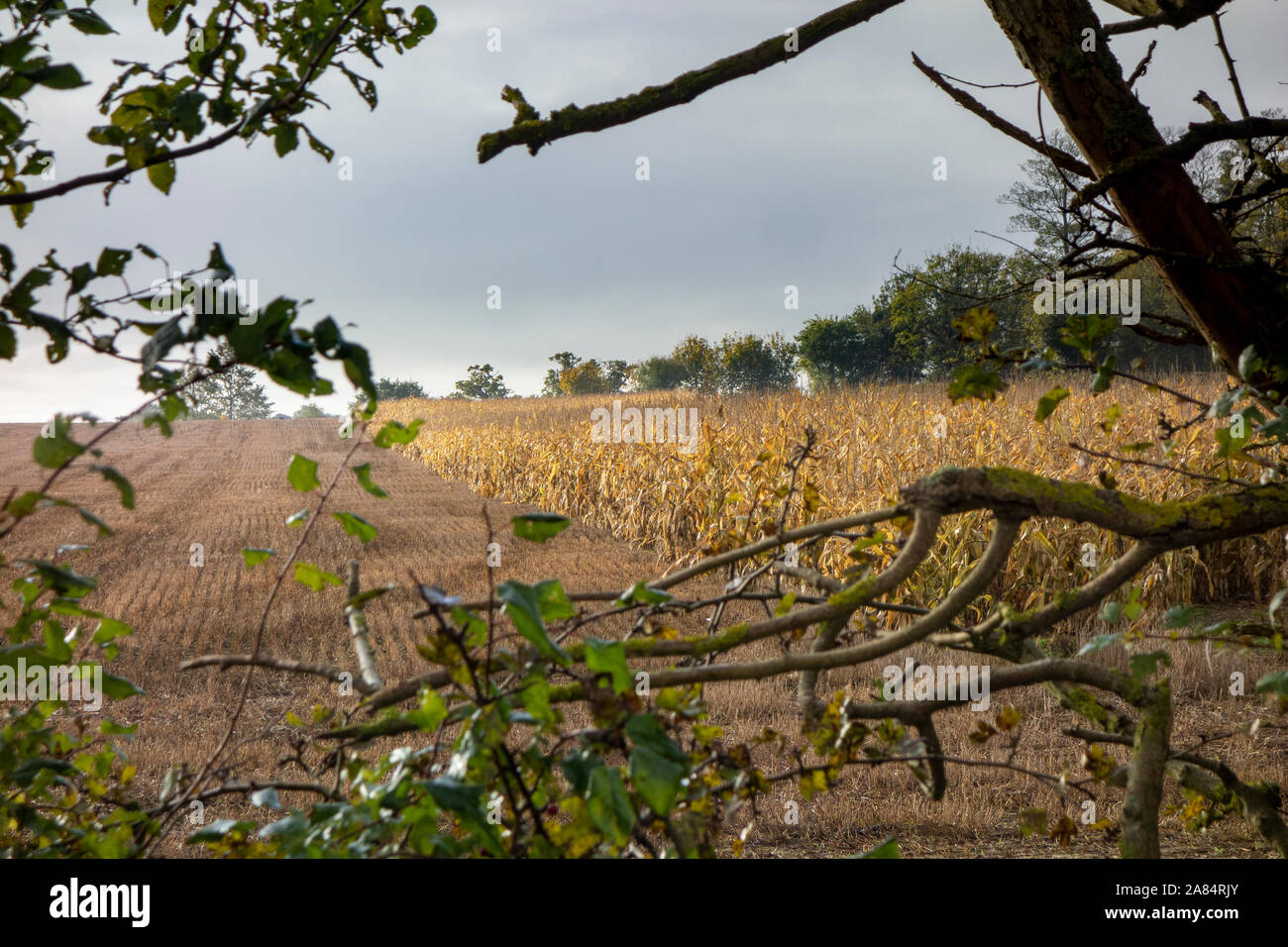Game crop hi-res stock photography and images - Alamy