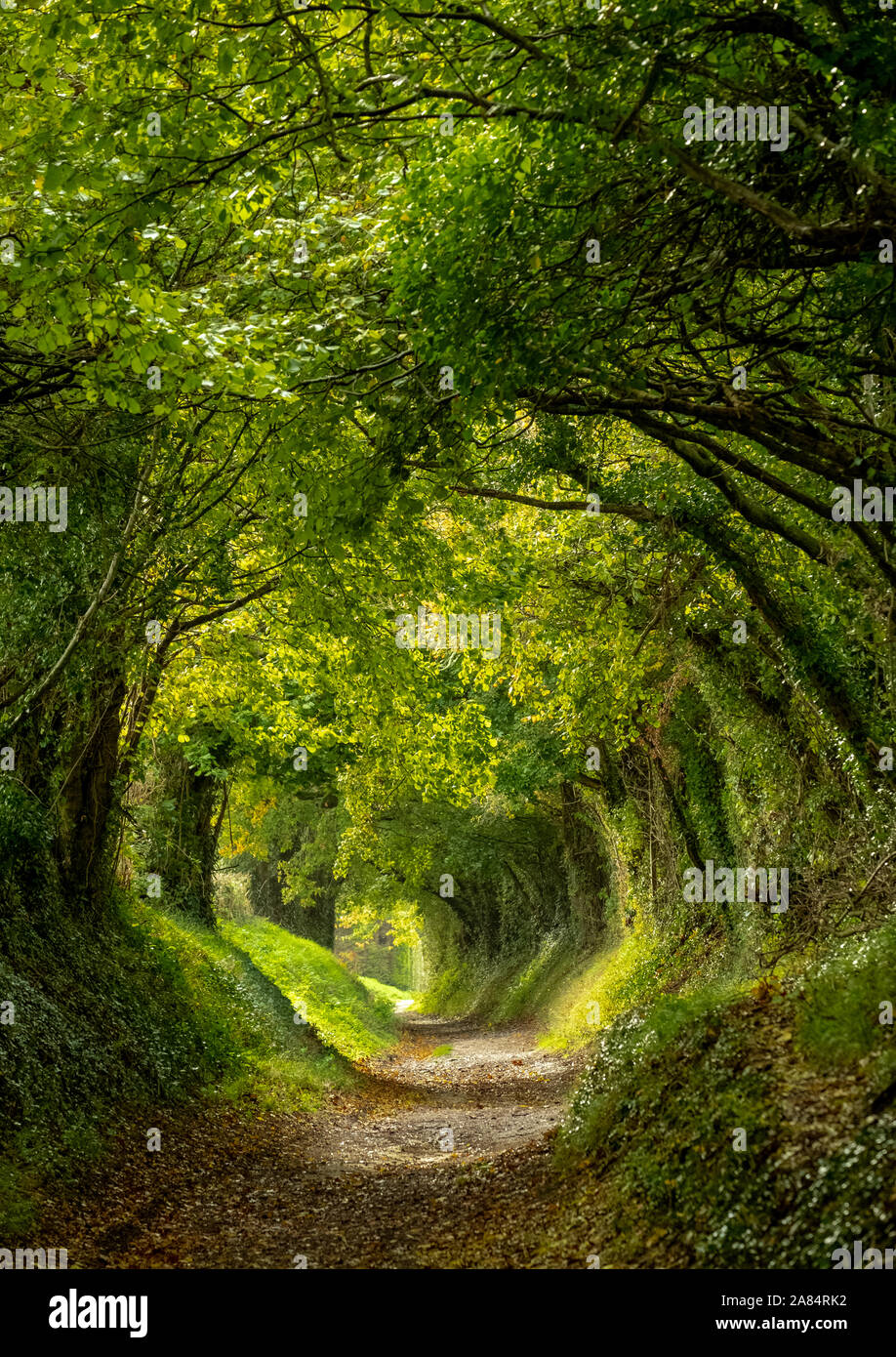 Halnaker tree tunnel in West Sussex UK with sunlight shining through ...
