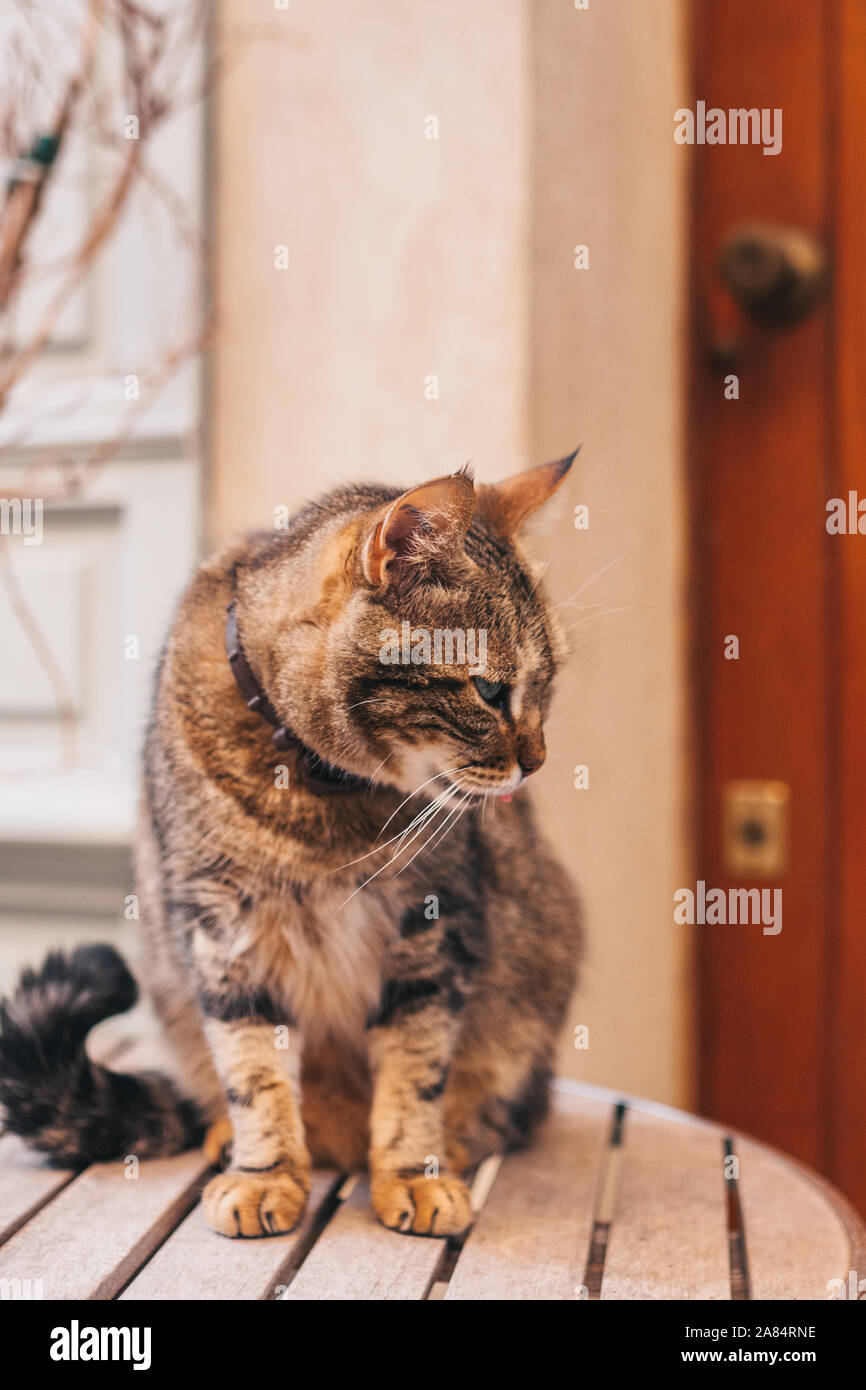 Graceful cat hi-res stock photography and images - Alamy