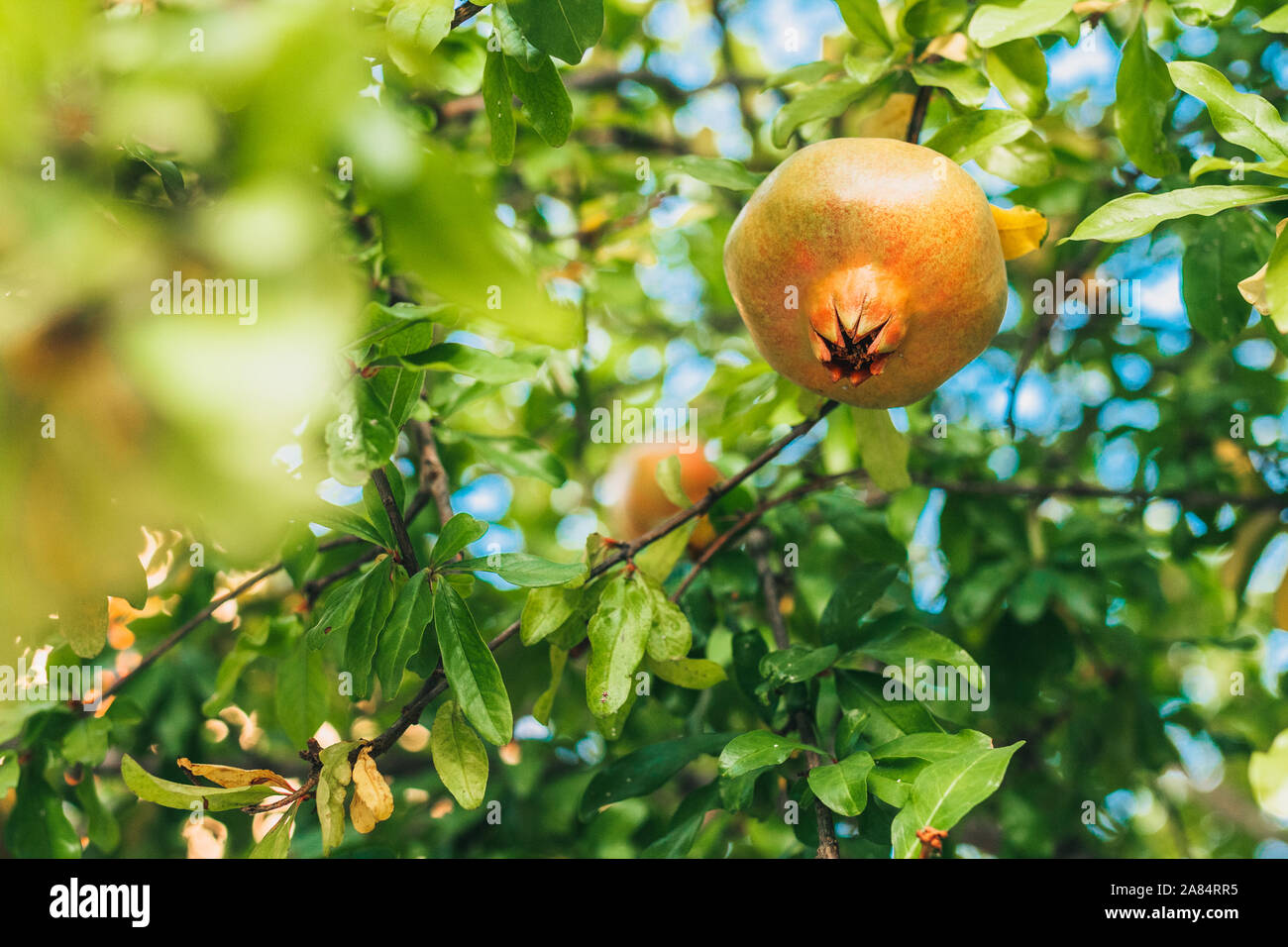 Pomegranate ripens on a tree branch in Provence Stock Photo - Alamy