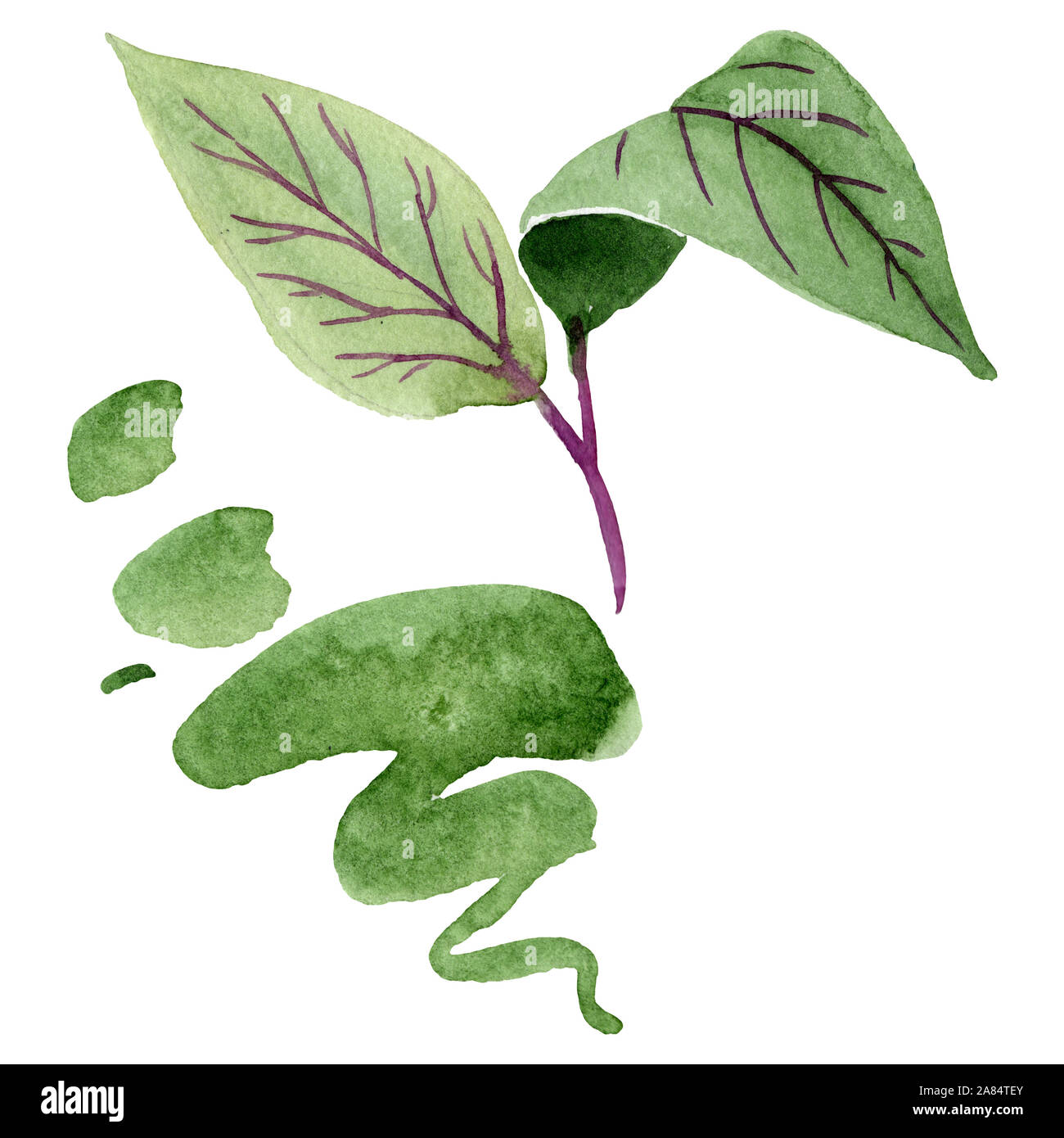 Fuchsia green leaf floral botanical flowers. Watercolor background set ...