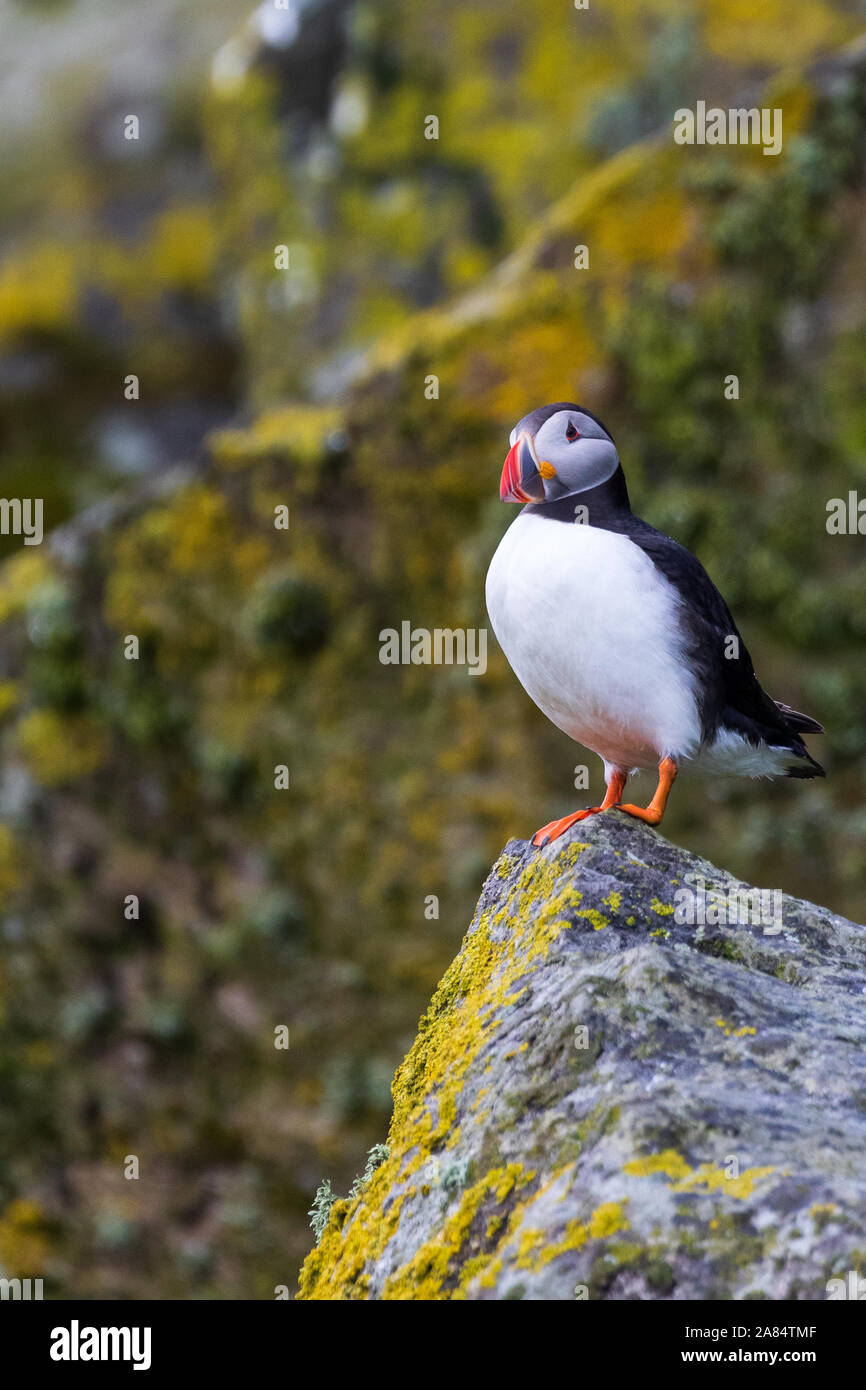 Puffin on the rock hi-res stock photography and images - Alamy