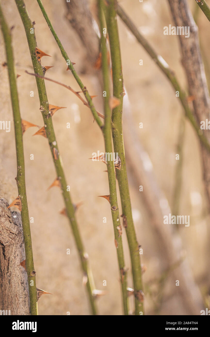 Rose's stem thorns thorn hi-res stock photography and images - Alamy