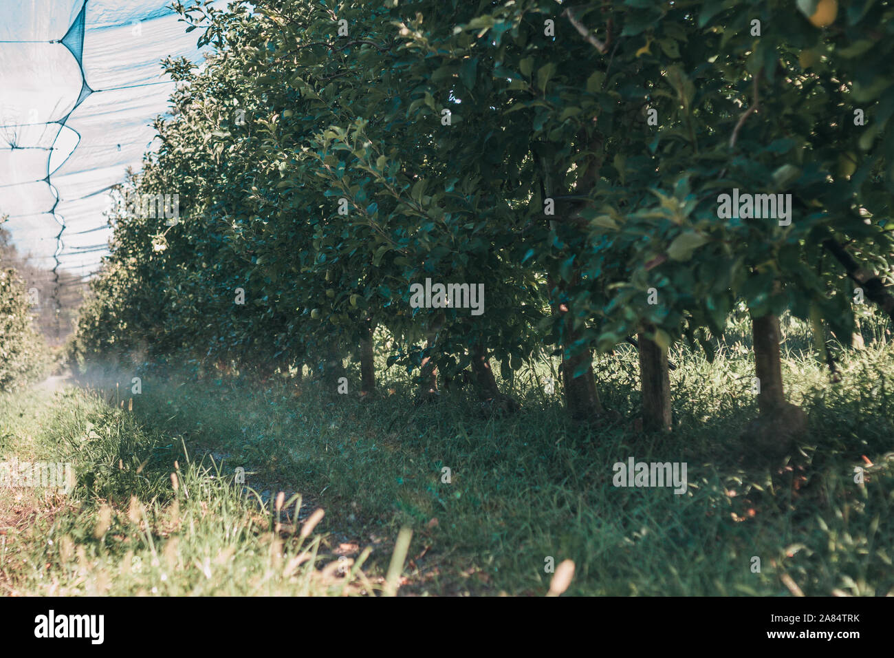 Apple farm under the net to protect against birds Stock Photo - Alamy