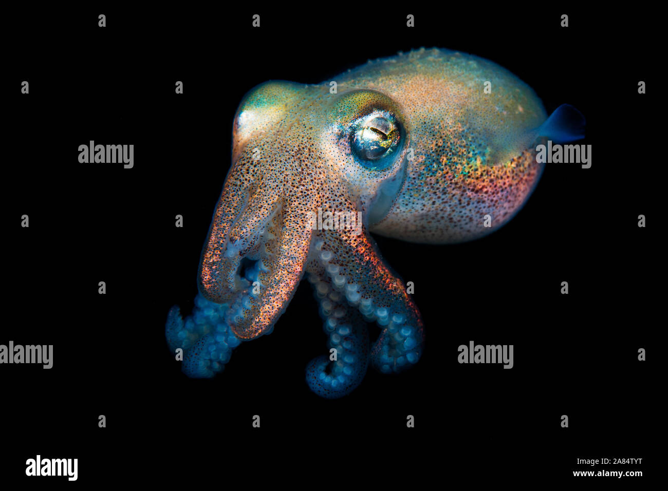 Stubby Squid, Rossia pacifica, Eastern Pacific, Vancouver Island ...