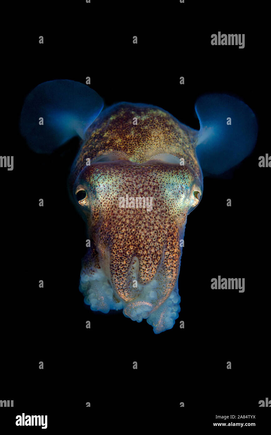 Stubby Squid, Rossia pacifica, Eastern Pacific, Vancouver Island ...