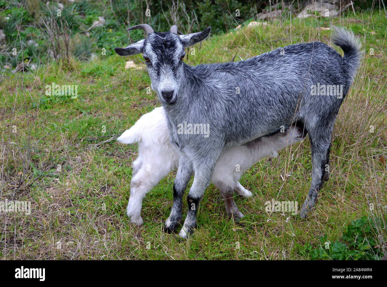Mallorcan goat with his kid Stock Photo - Alamy