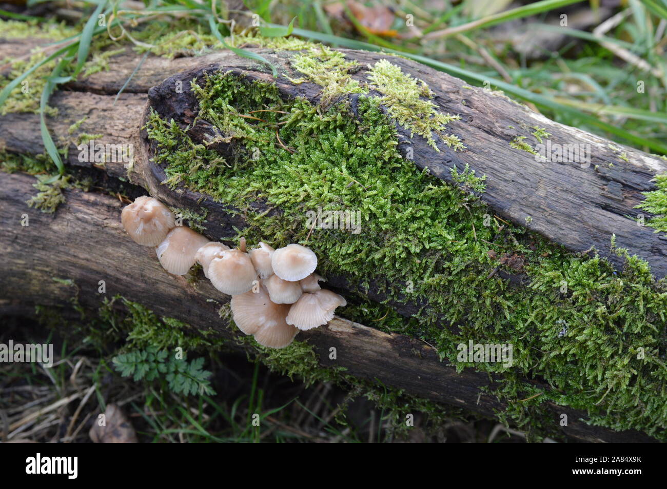 Toadstools and moss springing from an old log on Pipeland Hill, St ...