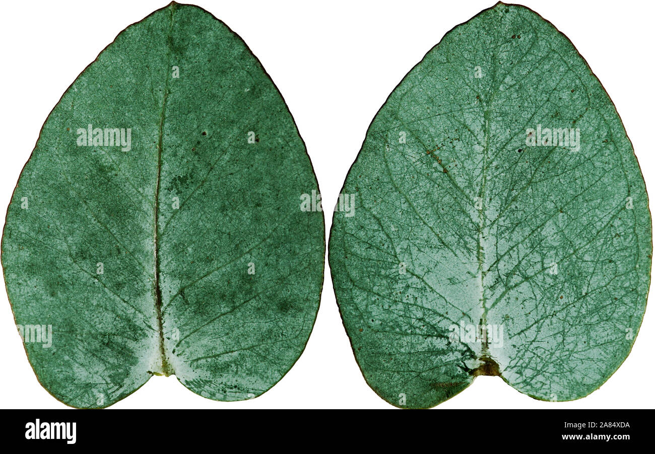 Eucalyptus Leaves Front and Back Side Stock Photo - Alamy