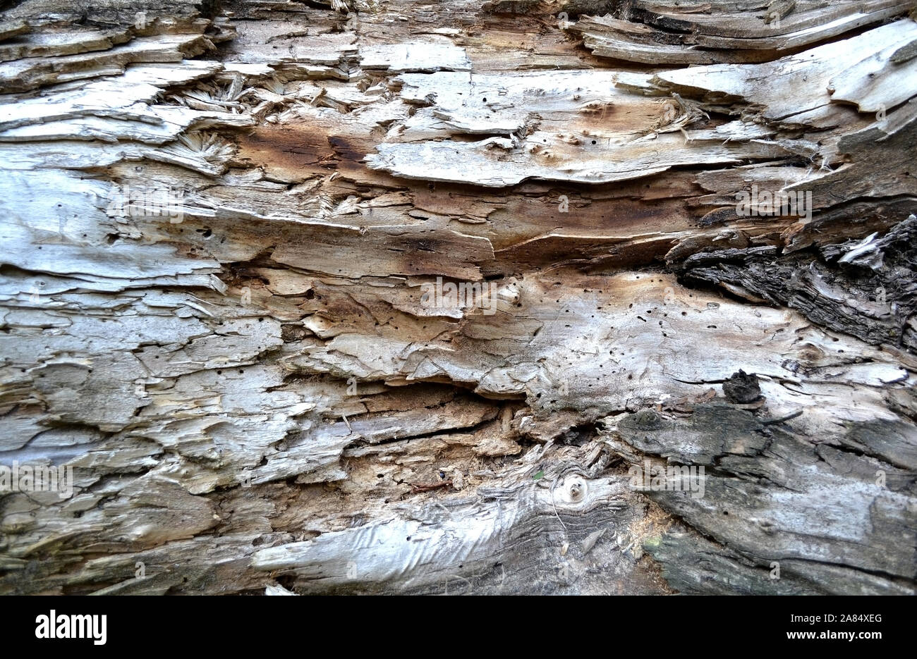 The photo shows the background with the texture of the tree and bark ...