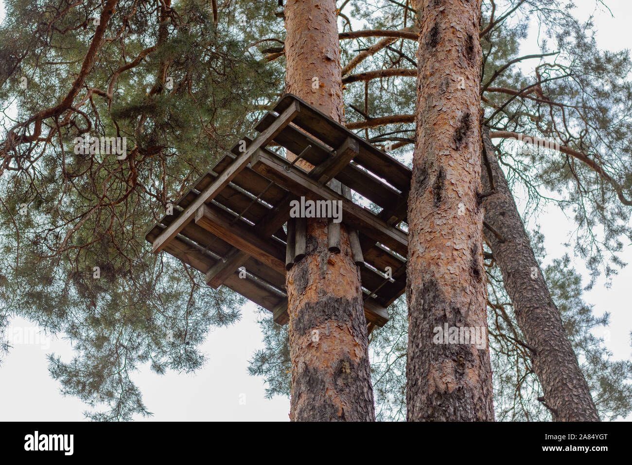 Wooden Platform for treehouse in the amusement climb park Stock Photo ...
