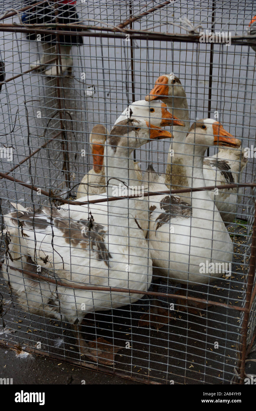 a few gray white geese in a cage for sale on the market Stock Photo - Alamy