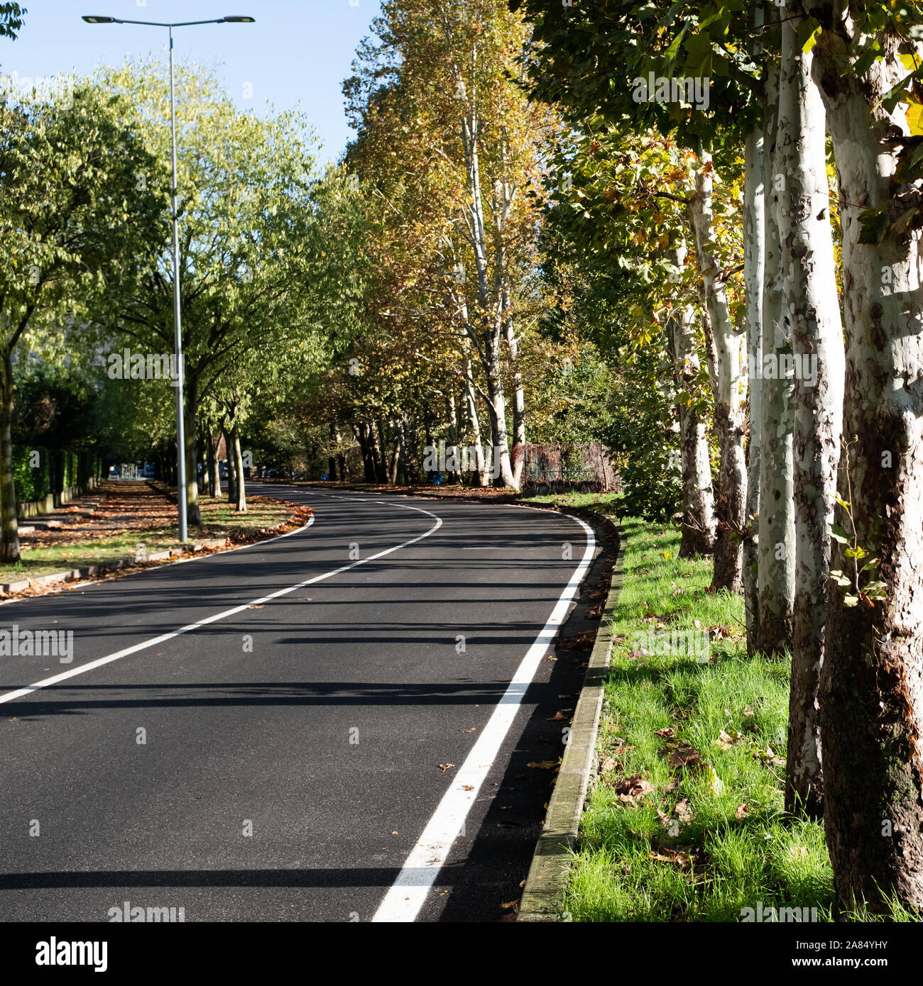 Trees curved over road hi-res stock photography and images - Alamy