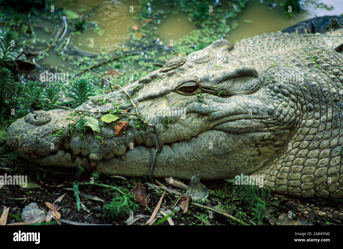 Crocodile Mouth Closed