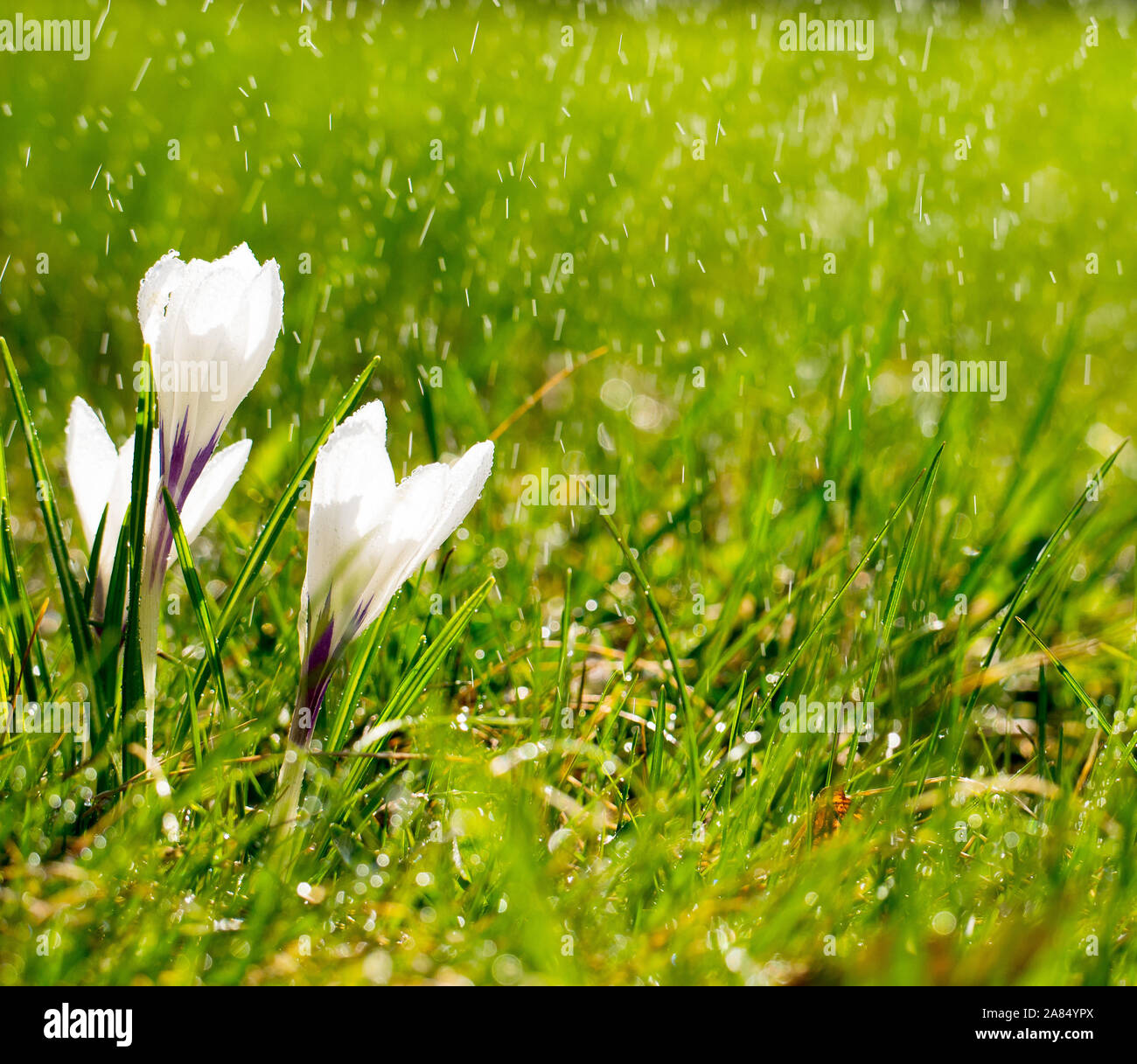 Crocus flowers on meadow in the sunshine in the rain Stock Photo - Alamy