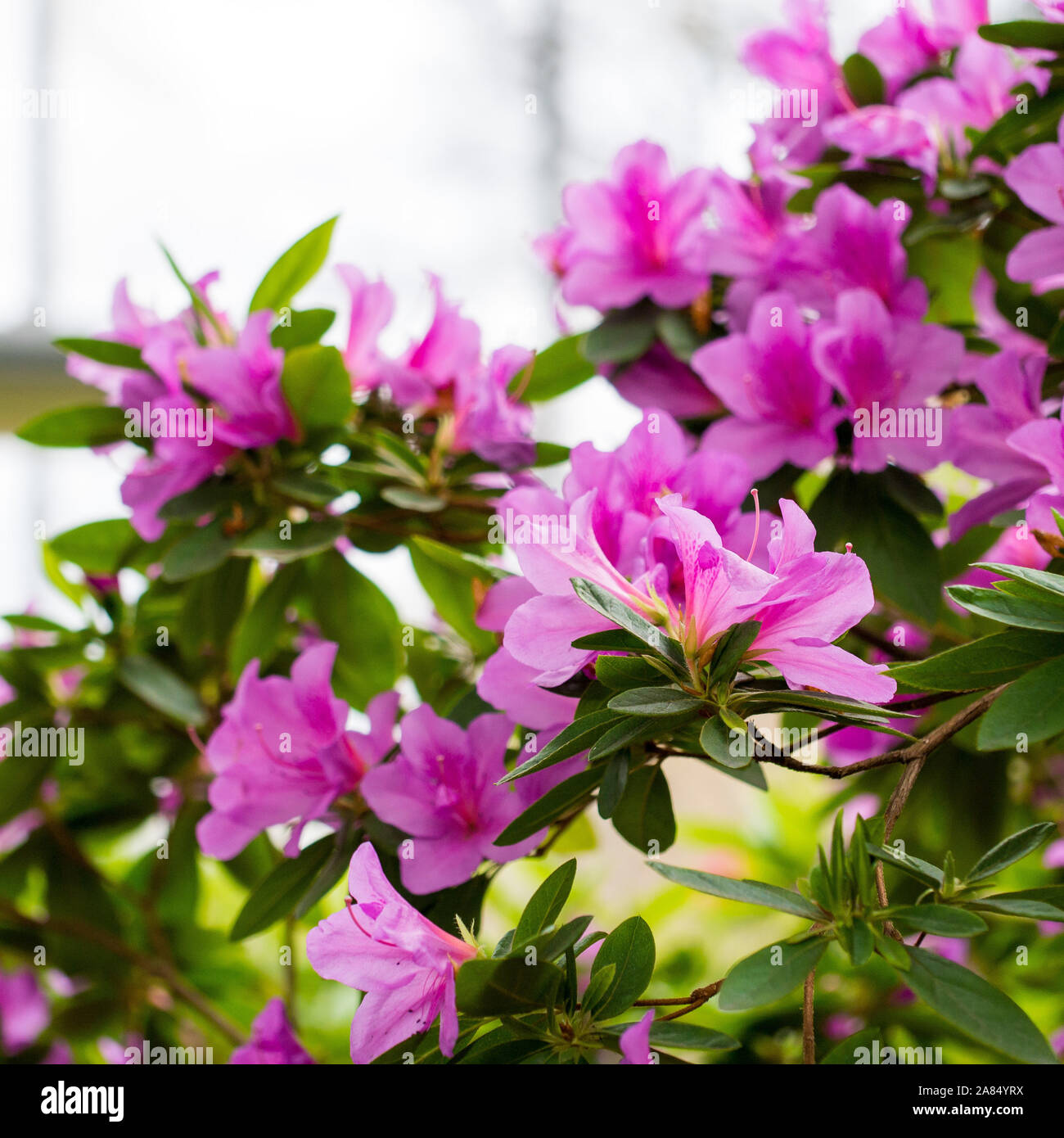 Lush branch with a fragrant red flowers Azaleas Stock Photo - Alamy