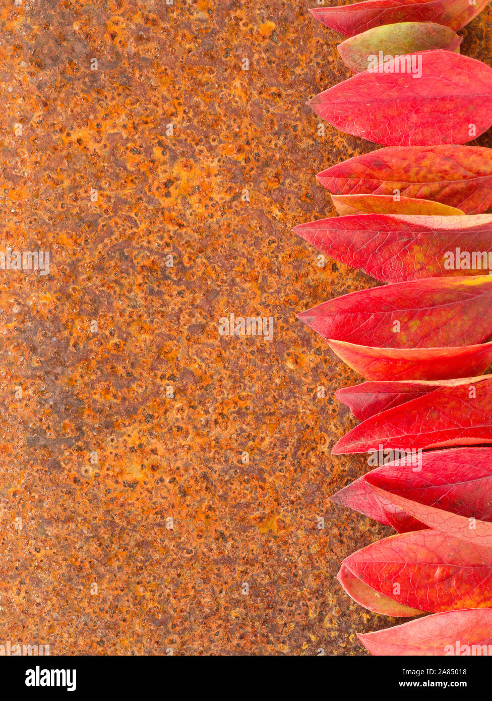 autumn leaf on rust metall background Stock Photo - Alamy