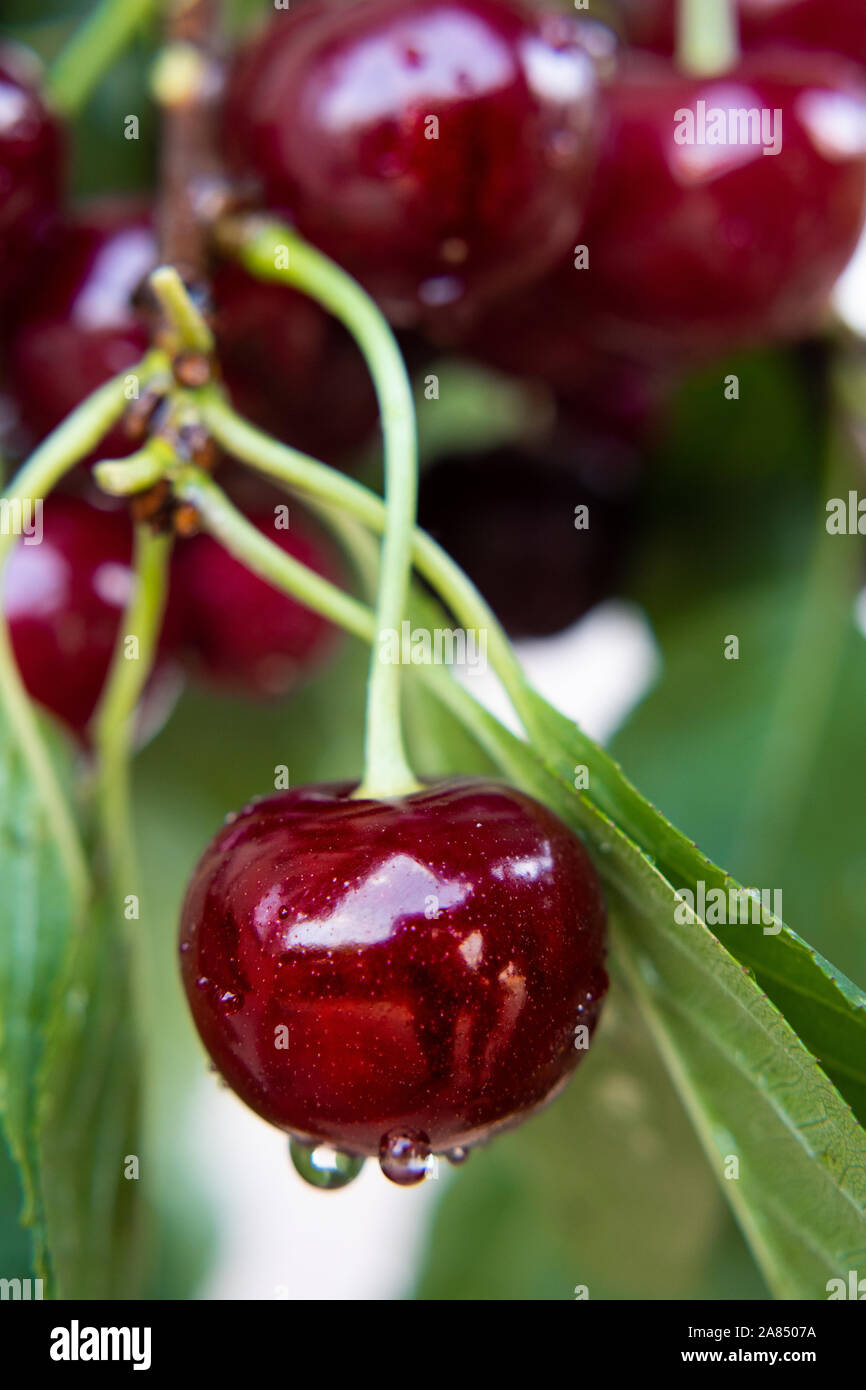 Macro photography of fresh cherries Stock Photo - Alamy
