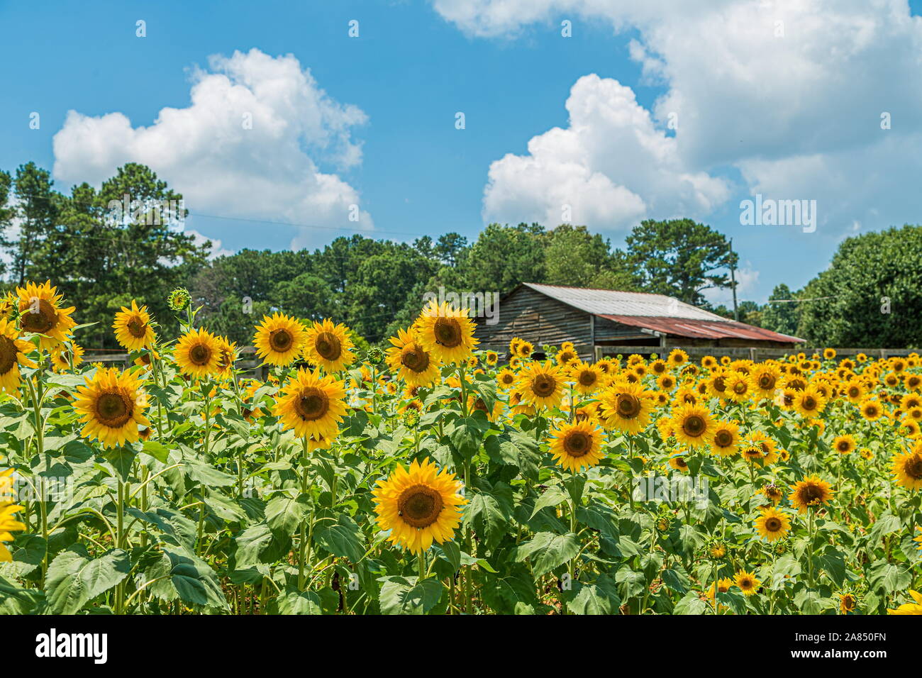 Sunflowers in Front of Barn Stock Photo - Alamy
