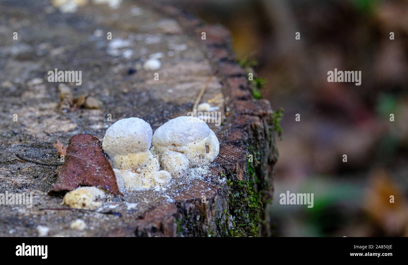 White fungus hi-res stock photography and images - Alamy