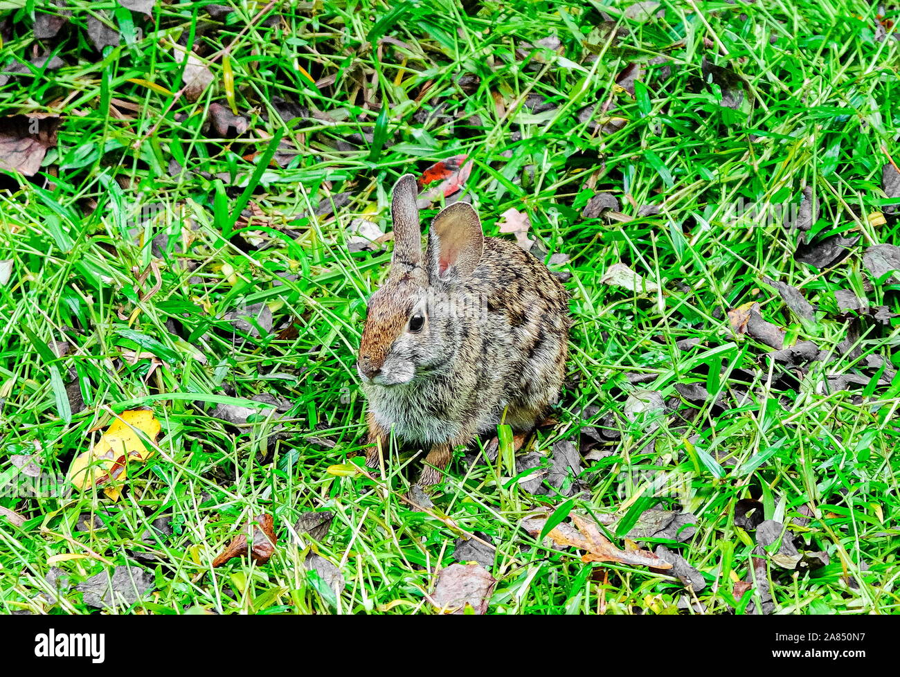Wild Rabbit Feeding Stock Photo - Alamy
