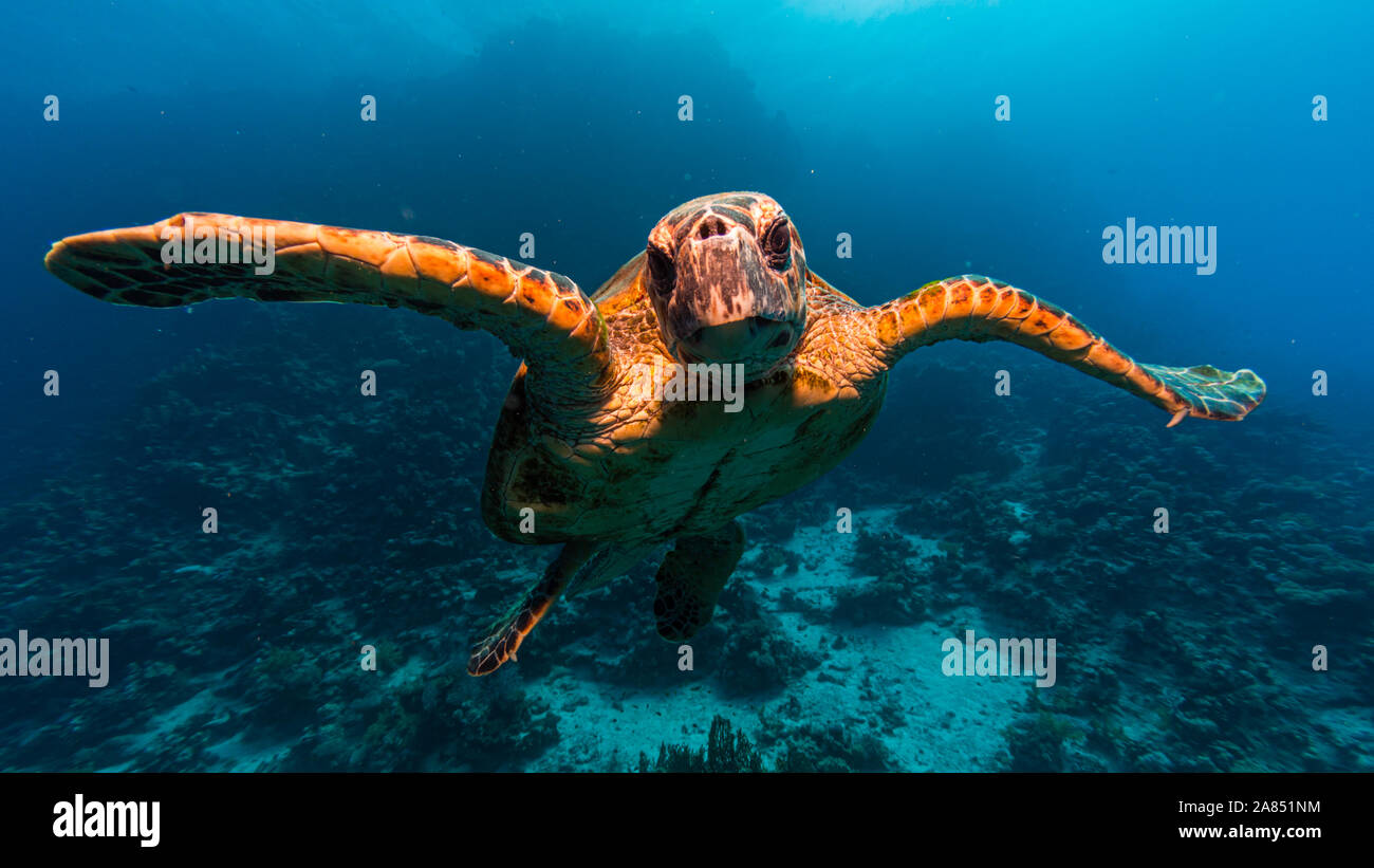 Portrait of friendly sea turtle Stock Photo - Alamy